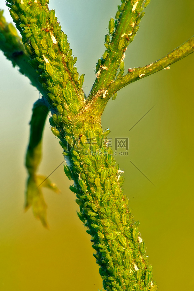 昆虫宏观，俄罗斯，莫斯科地区高清摄影大图-千库网