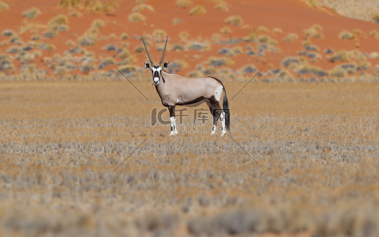 大羚羊 (Oryx gazella)高清摄影大图-千库网