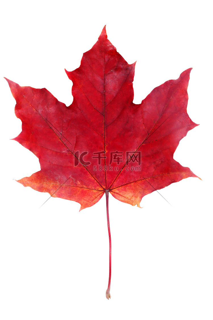 红枫叶高清摄影大图-千库网