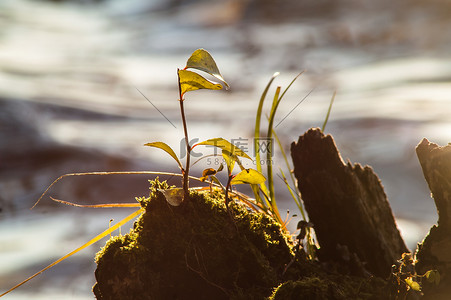 发芽树桩水高清摄影大图-千库网