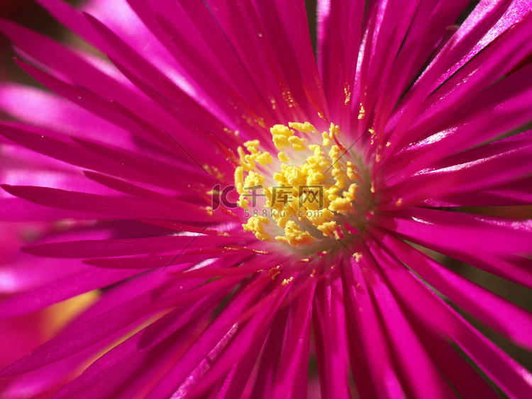壮观的灯笼草高清摄影大图-千库网