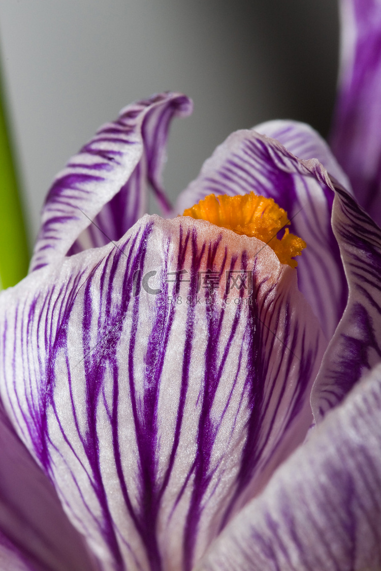 紫色的野番红花在阳光下开放高清摄影大图-千库网