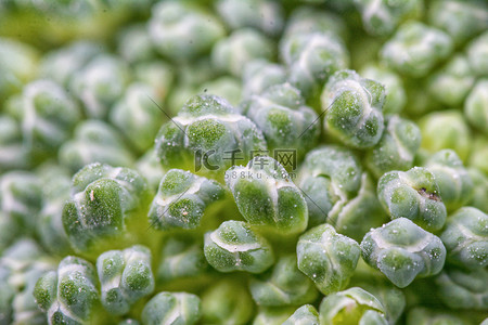 西兰花卷心菜花的拍摄高清摄影大图-千库网