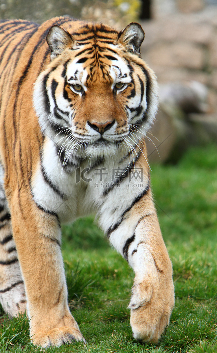 西伯利亚虎 (Panthera tigris altaica)高清摄影大图-千库网