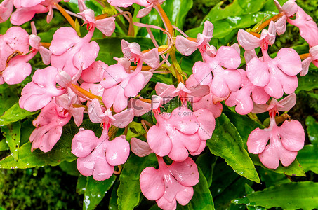 The Pink-Lipped Rhodocheila Habenaria（粉红金鱼草）高清摄影大图-千库网
