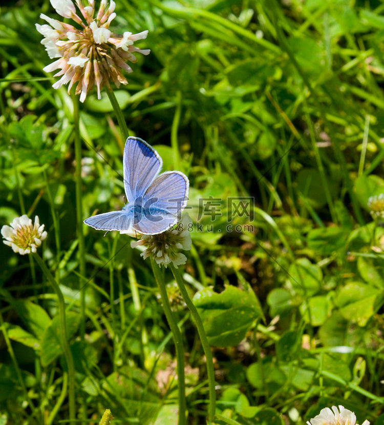 蓝蝴蝶薄纱翼到三叶草高清摄影大图-千库网