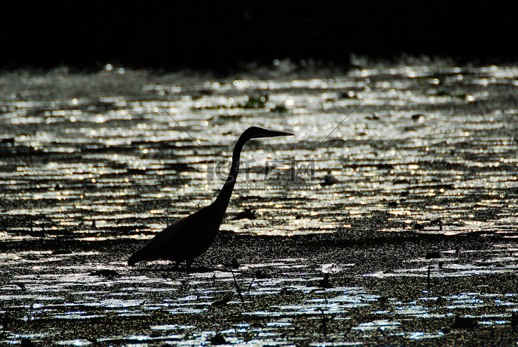日出时的苍鹭高清摄影大图-千库网