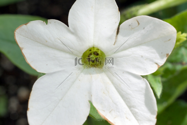 特写白花高清摄影大图-千库网