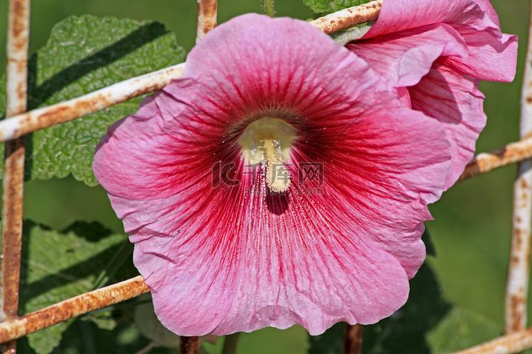 粉红锦葵高清摄影大图-千库网