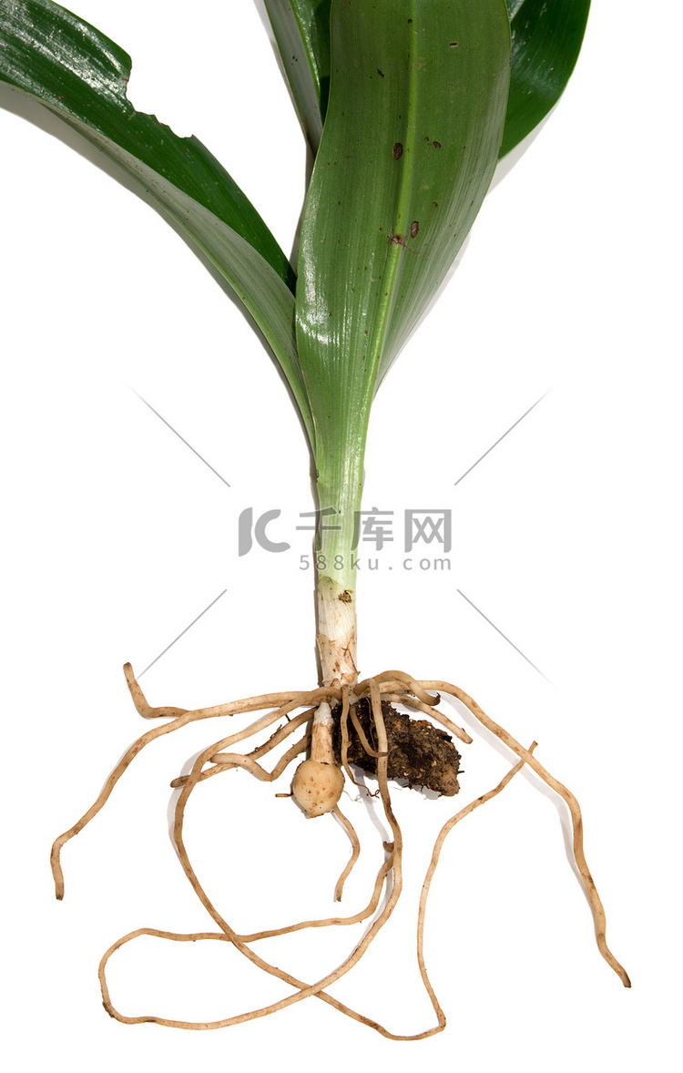 巨型兰花根和鳞茎 - Himantoglossum robertianum高清摄影大图-千库网