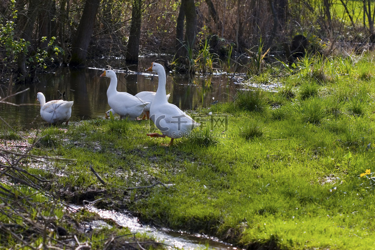 鹅高清摄影大图-千库网
