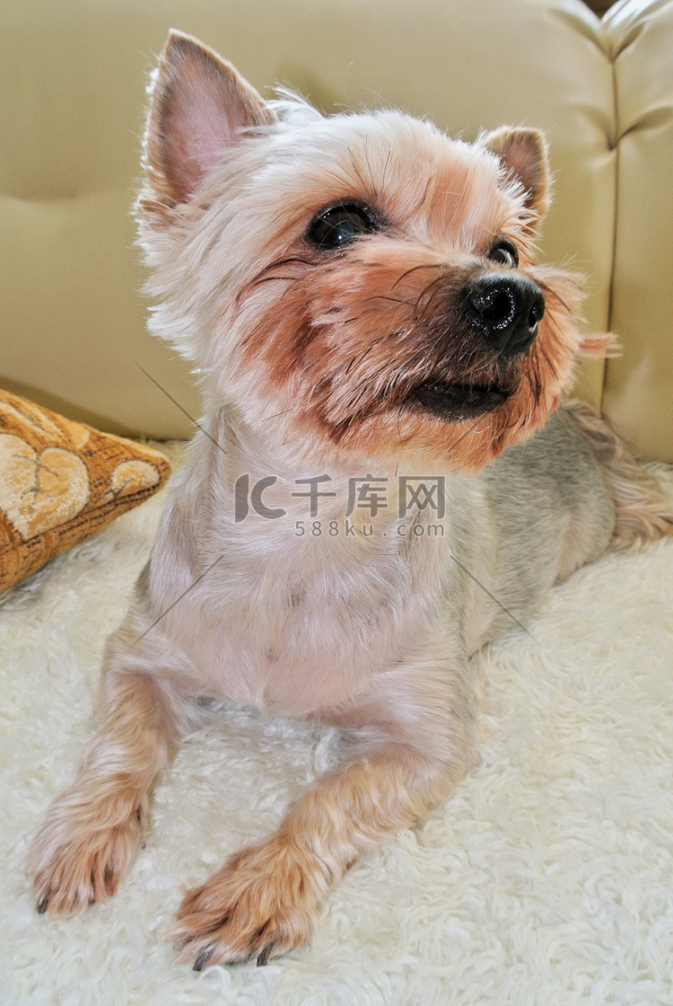 约克夏犬 - 狗高清摄影大图-千库网