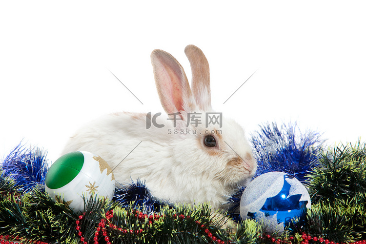 黄色的兔子高清摄影大图-千库网