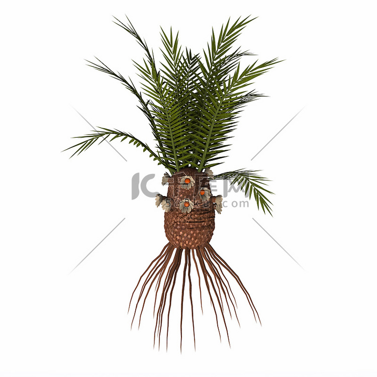 Cycadeoidea gigantea 植物高清摄影大图-千库网