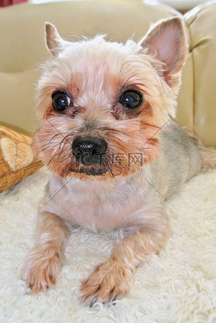 约克夏犬 - 狗高清摄影大图-千库网