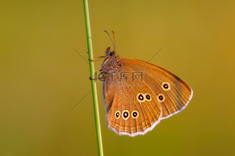昆虫宏观，俄罗斯，莫斯科地区高清摄影大图-千库网