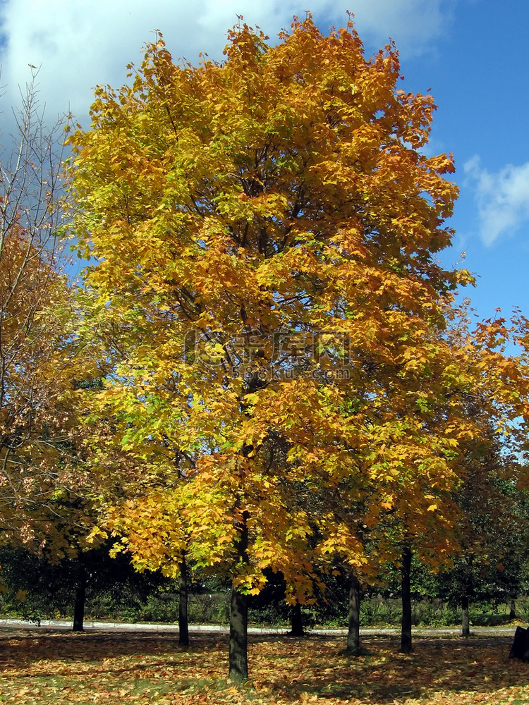 黄枫高清摄影大图-千库网