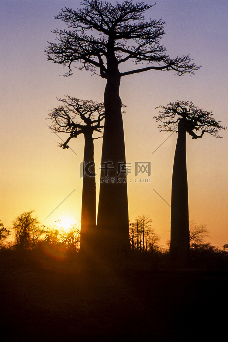 猴面包树大道高清摄影大图-千库网