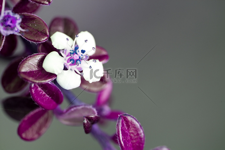 春天的粉红色小花 — 有选择的焦点高清摄影大图-千库网