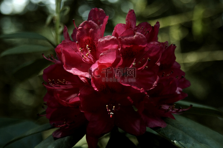 杜鹃花高清摄影大图-千库网