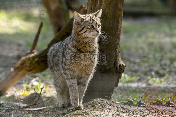 绿季叶林中的野猫高清摄影大图-千库网