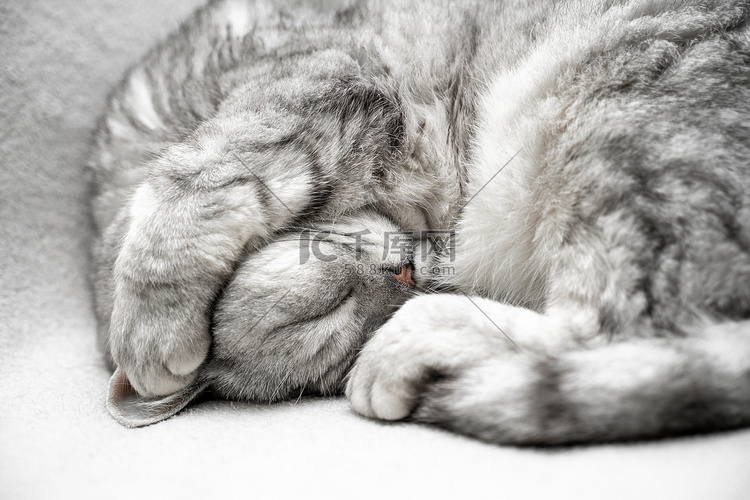 苏格兰直猫正在睡觉。高清摄影大图-千库网