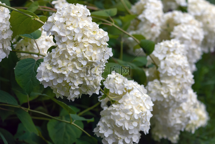 白色霍滕西亚花 (Hydrangea arborescens L.) floweribg 在花园里高清摄影大图-千库网