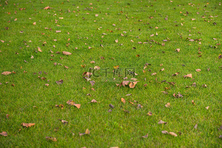 公园的绿色草坪高清摄影大图-千库网