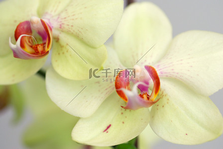 兰花高清摄影大图-千库网