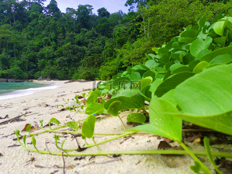 Ipomoea pes-caprae，也称为 bayhops、bay-hops、海滩牵牛花或山羊脚。高清摄影大图-千库网