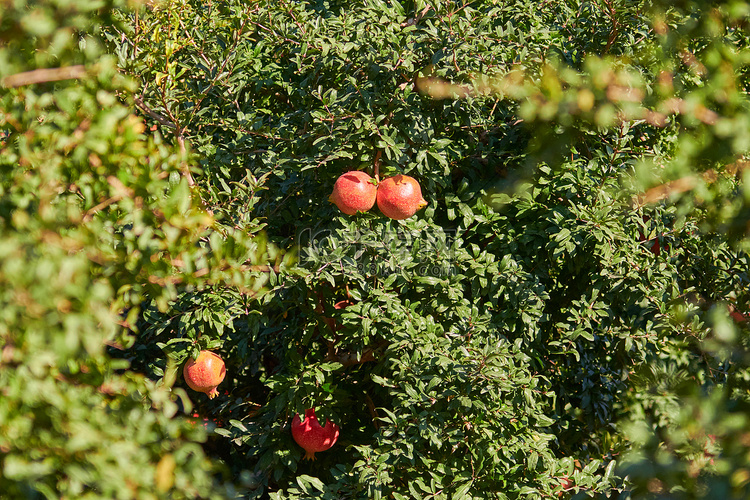 阳光明媚的日子里，有机石榴挂在树枝上高清摄影大图-千库网