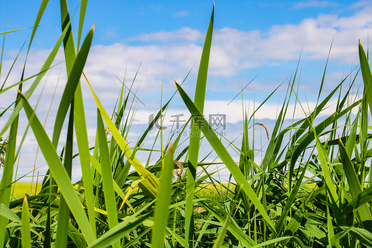 绿草映衬蓝天，设计师的一片空白。高清摄影大图-千库网