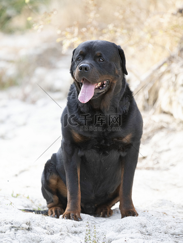 大自然中的罗威纳犬高清摄影大图-千库网