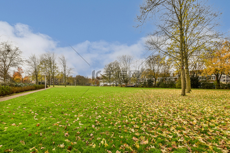 草地和树上有叶子的公园高清摄影大图-千库网