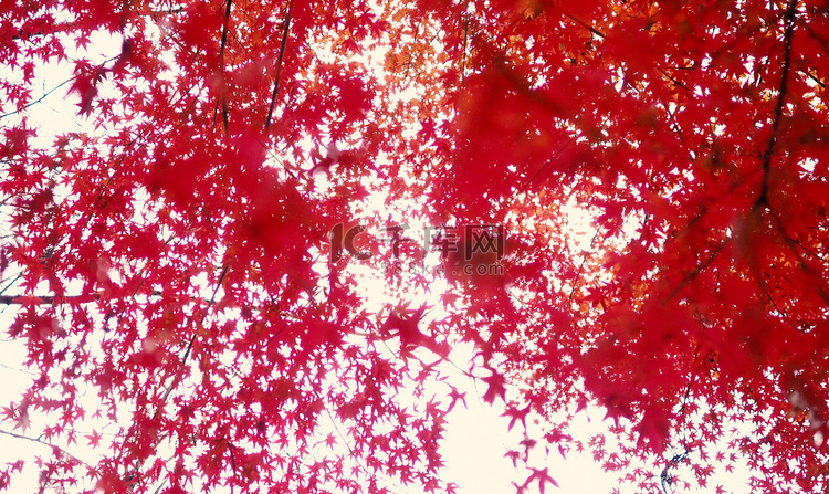 模糊的红色枫叶。高清摄影大图-千库网