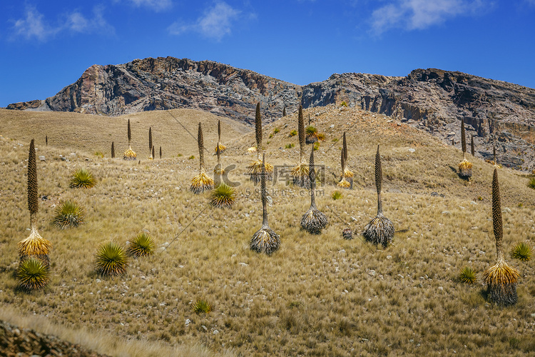 Puya de Raimondi Field 和 Carpa 谷，科迪勒拉布兰卡，安第斯山脉，秘鲁高清摄影大图-千库网