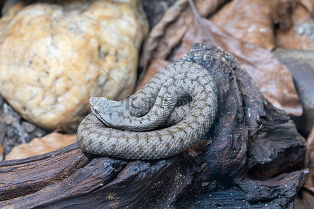 Asp 毒蛇，Vipera aspis高清摄影大图-千库网