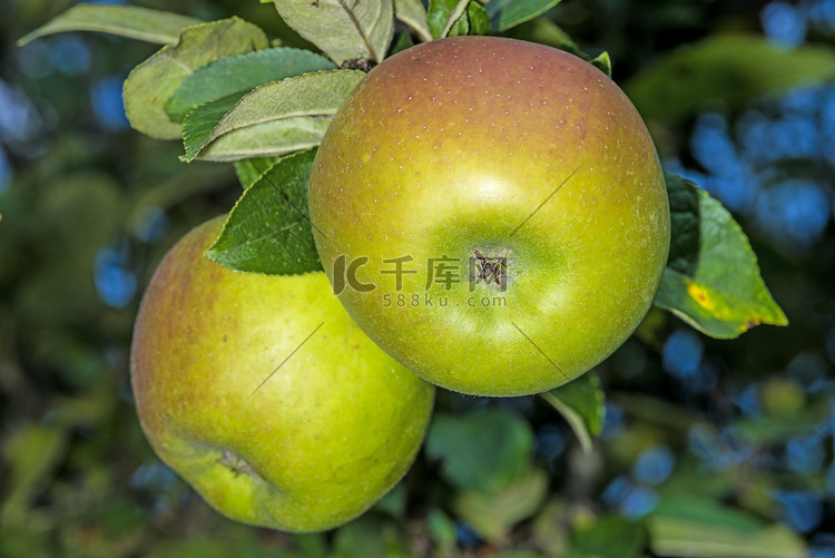 树上的苹果高清摄影大图-千库网