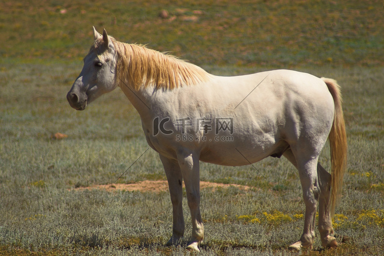 银马高清摄影大图-千库网