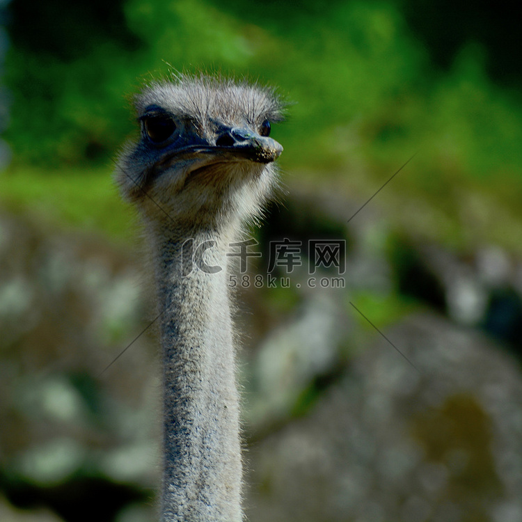 一只普通鸵鸟 (Struthio camelus) 的肖像。高清摄影大图-千库网
