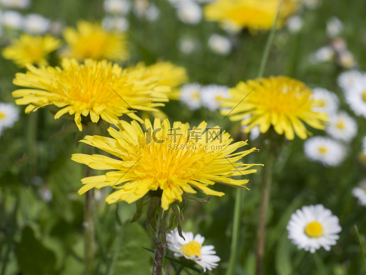 一束特写蒲公英和雏菊 (Bellis perennis) 在绿草中，有选择的焦点，春天的花卉背景高清摄影大图-千库网
