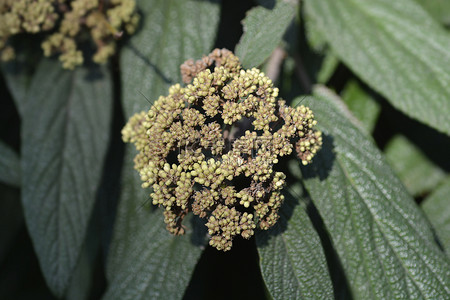 皱荚荚莲高清摄影大图-千库网