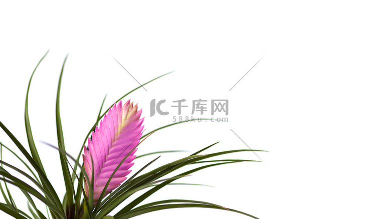盛开的粉红色花朵或 Tillandsia cyanea 室内植物。高清摄影大图-千库网