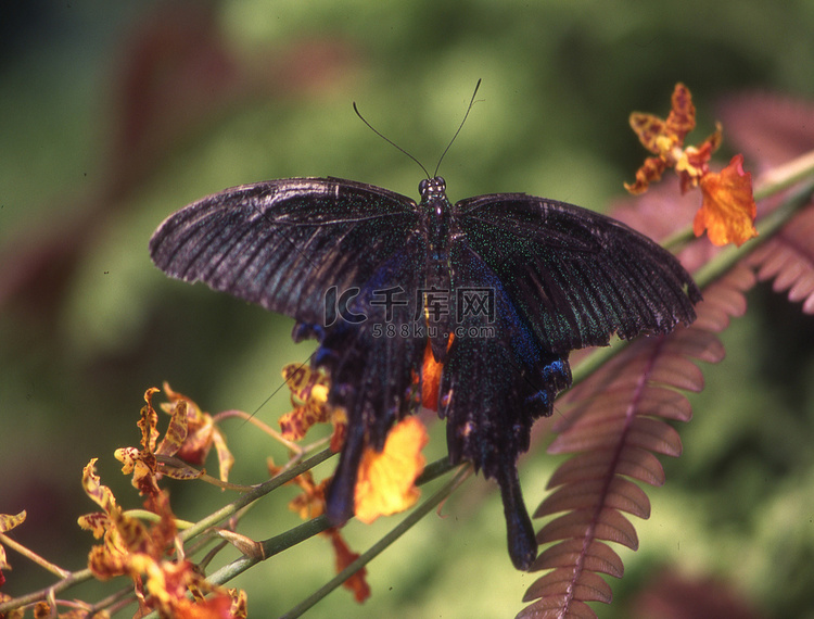 叶子上的热带燕尾蛾高清摄影大图-千库网