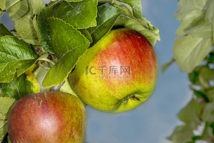 树上的苹果高清摄影大图-千库网