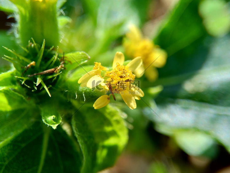 具有自然背景的节点杂草（也称为 Synedrella nodiflora、synderella 杂草）的宏观照片。高清摄影大图-千库网