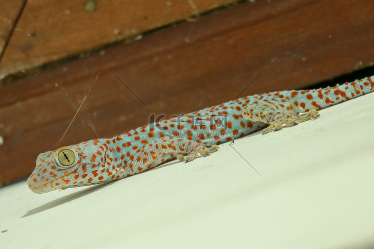 Gekkota Gekko Gecko Tokay Tokkae 蜥蜴在白色背景上隔离均匀照明高清摄影大图-千库网