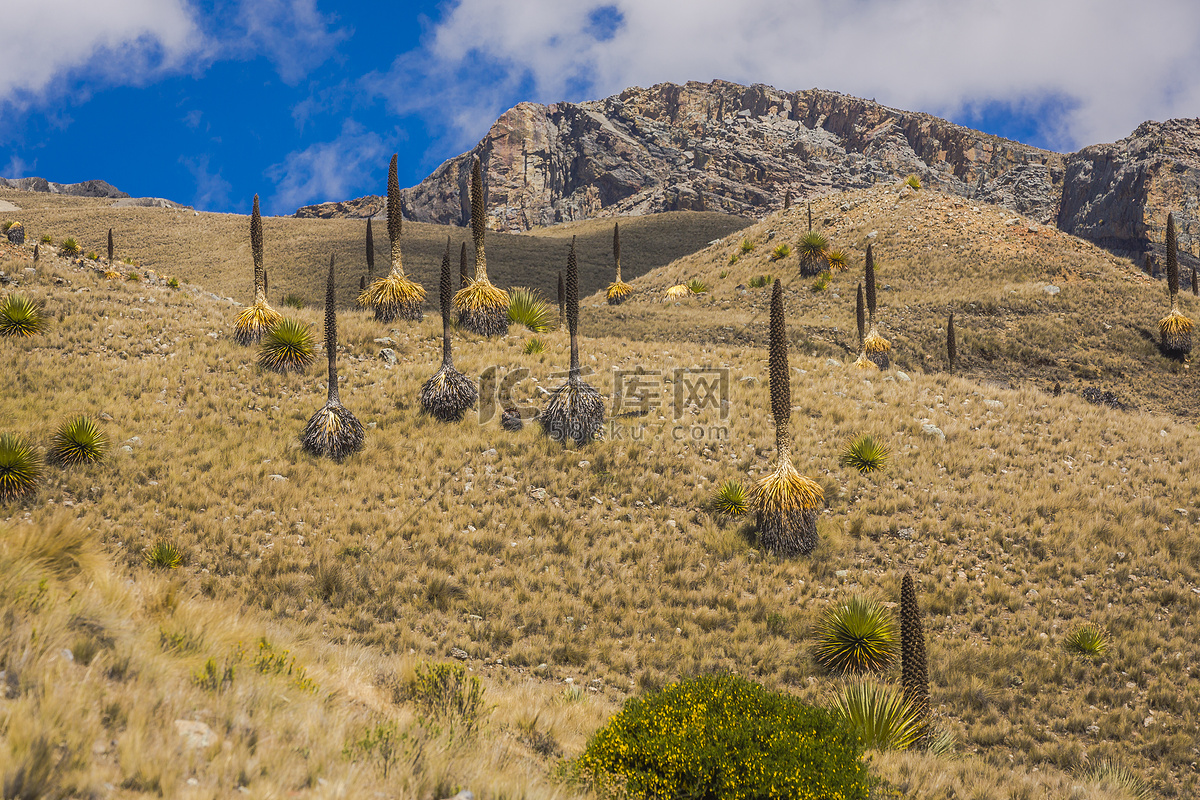 Puya de Raimondi Field 和 Carpa 谷，科迪勒拉布兰卡，安第斯山脉，秘鲁高清摄影大图-千库网