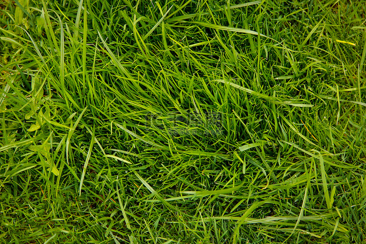 5 月，田野里长出绿色茂密的草。纹理或背景。高清摄影大图-千库网