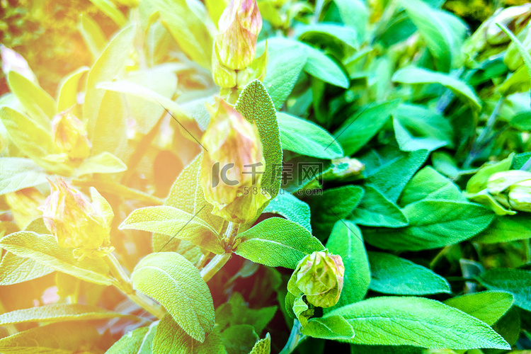 用于烹饪和药用目的的鼠尾草药草。高清摄影大图-千库网